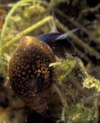 Ficha Physa acuta (Physa)