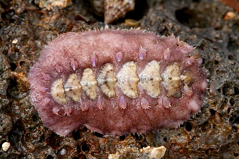 Polyplacophora; Quitones; Cucarachas de Mar